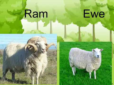 What is a gender of ewe?