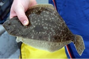 What is a good substitute for flounder?