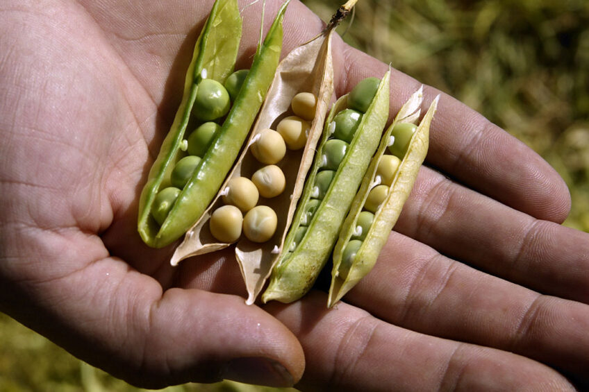 What is a good substitute for soybean?