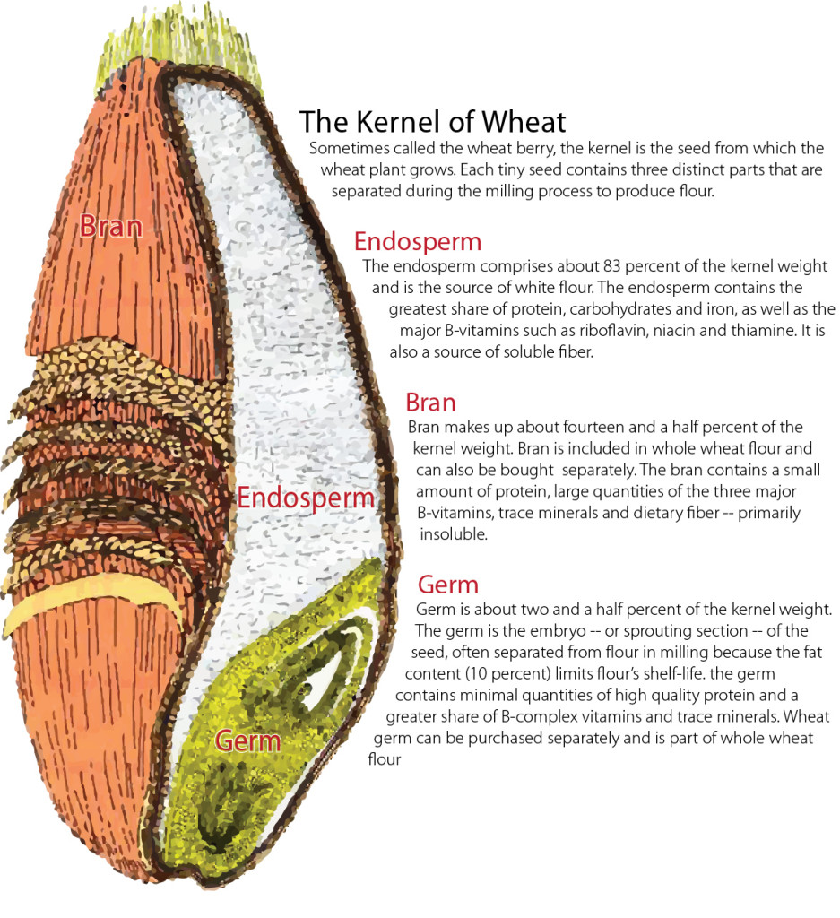 What is a grain of wheat called?