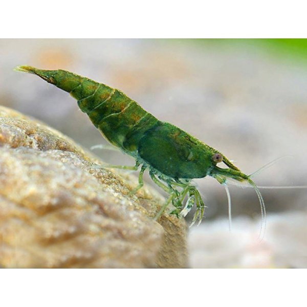 What is a green shrimp called?