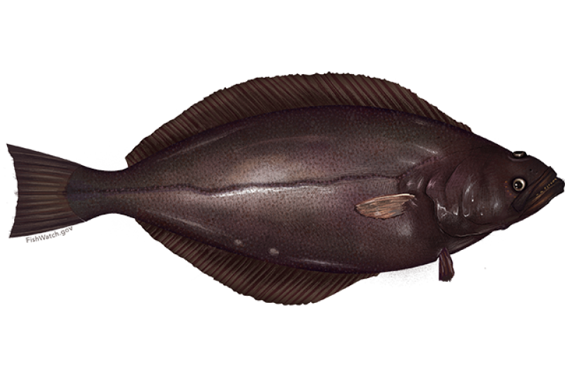 What is a Greenland halibut or Greenland turbot?