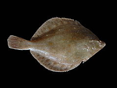 What is a lean flat fish?