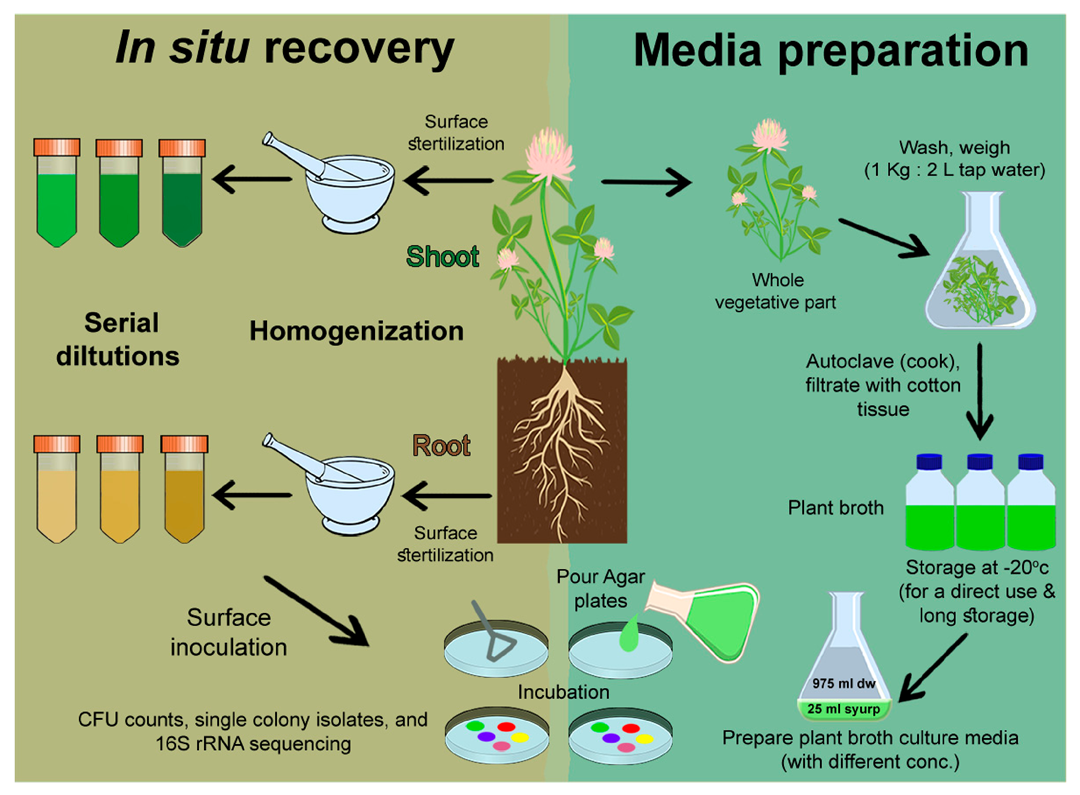 What is a limitation of using broth as a medium to grow bacteria?