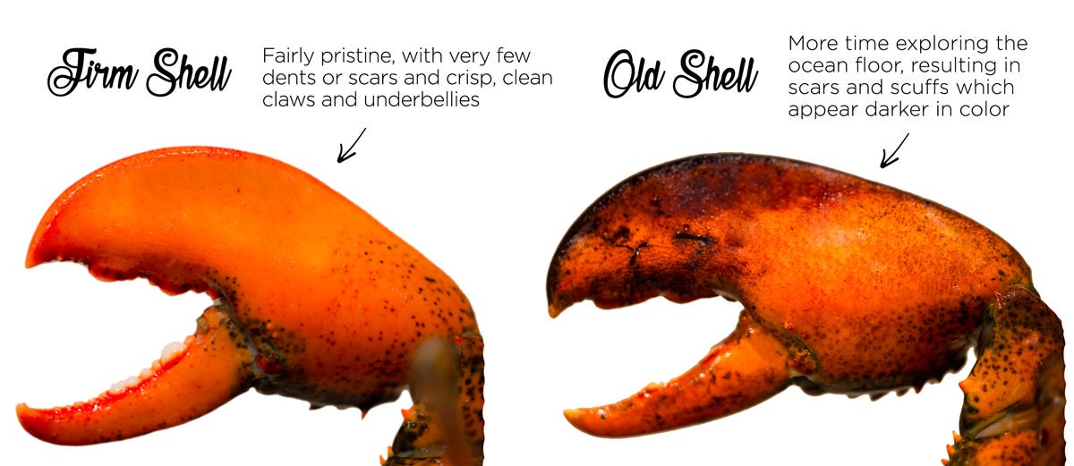 What is a lobster shell?