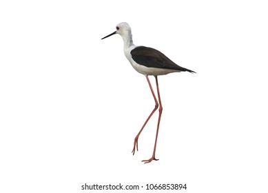 What is a long legged bird?