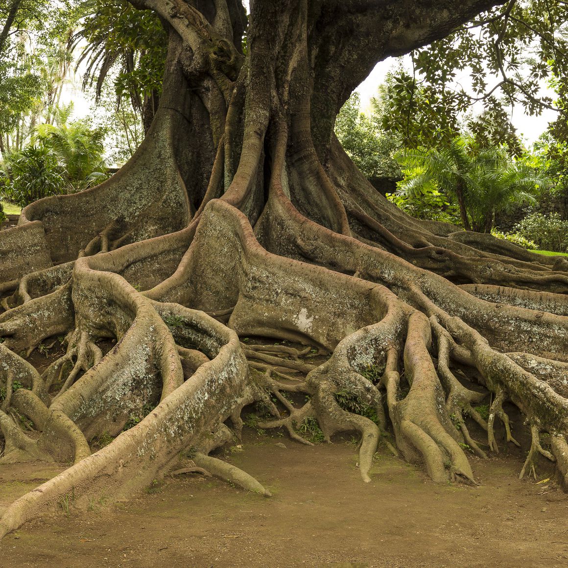 What is a metaphor for root?