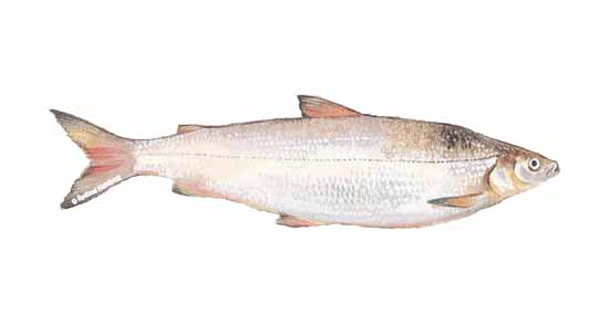 What is a mild white fish?