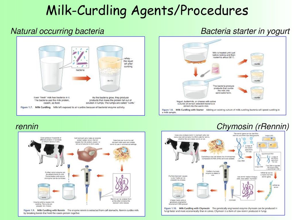 What is a milk curdling agent called?
