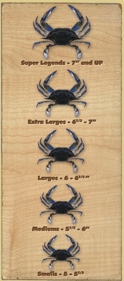 What is a number 1 blue crab?