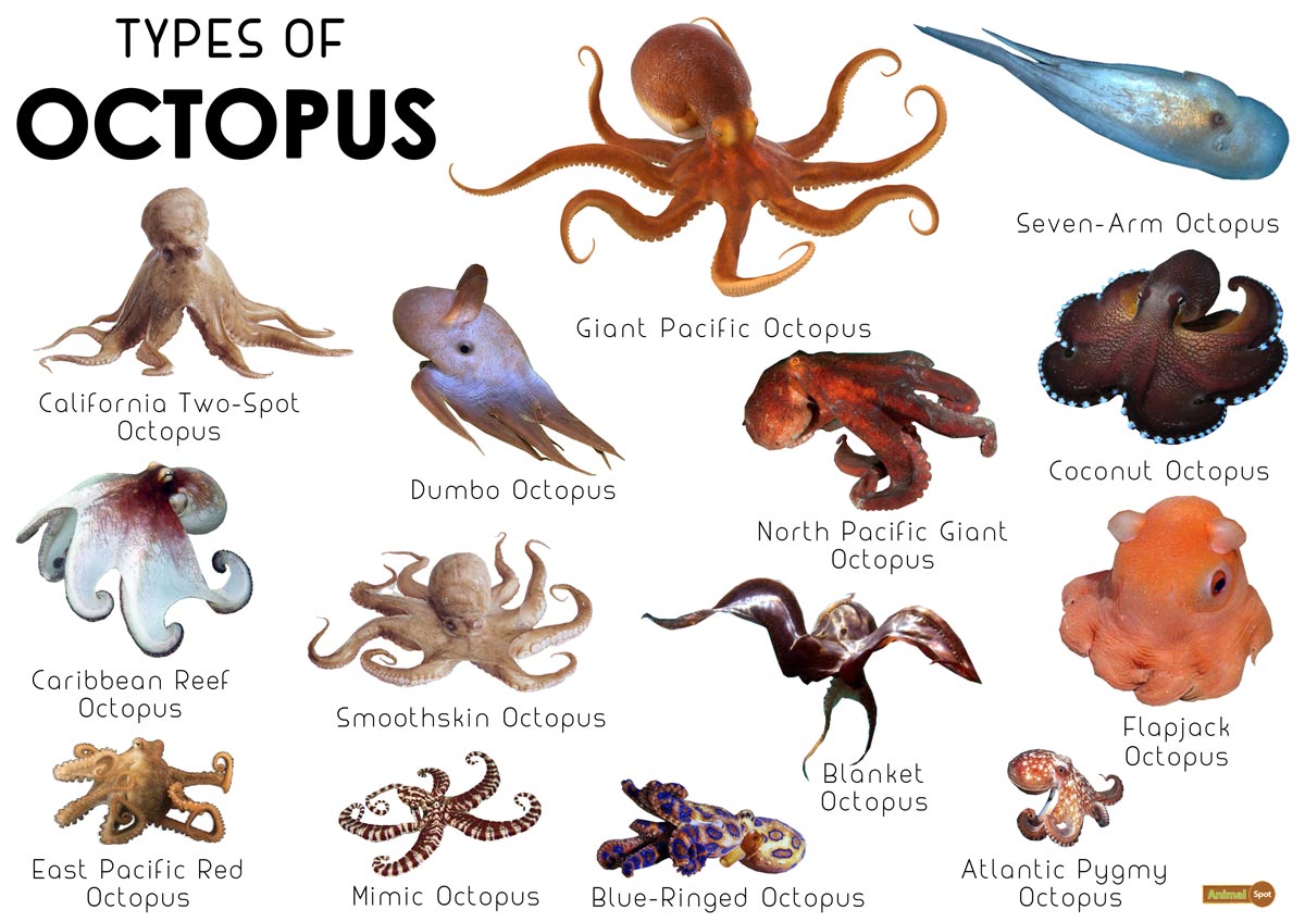 What is a octopus classified as?