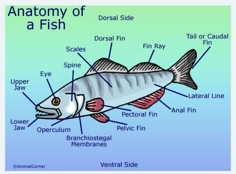 What is a portion of fish called?
