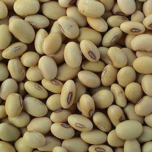 What is a pulse soybean?