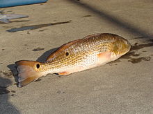 What is a red drum fish?