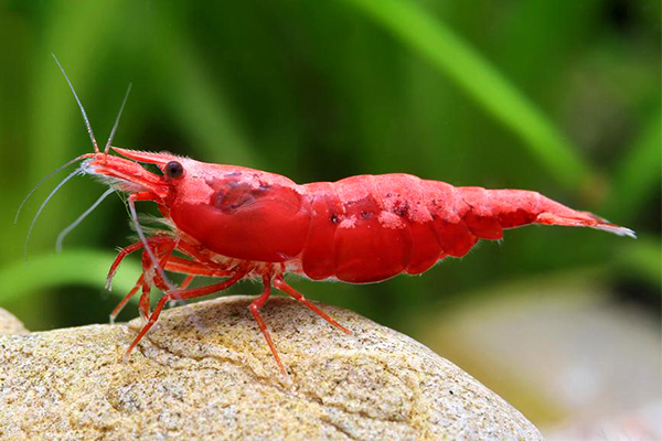 What is a red shrimp called?