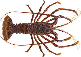 What is a rock lobster?
