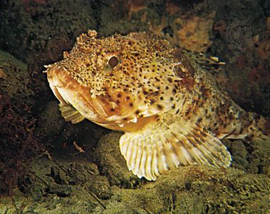 What is a Scorpio fish?