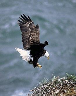 What is a sea eagle crossword?