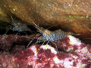 What is a shrimps habitat?