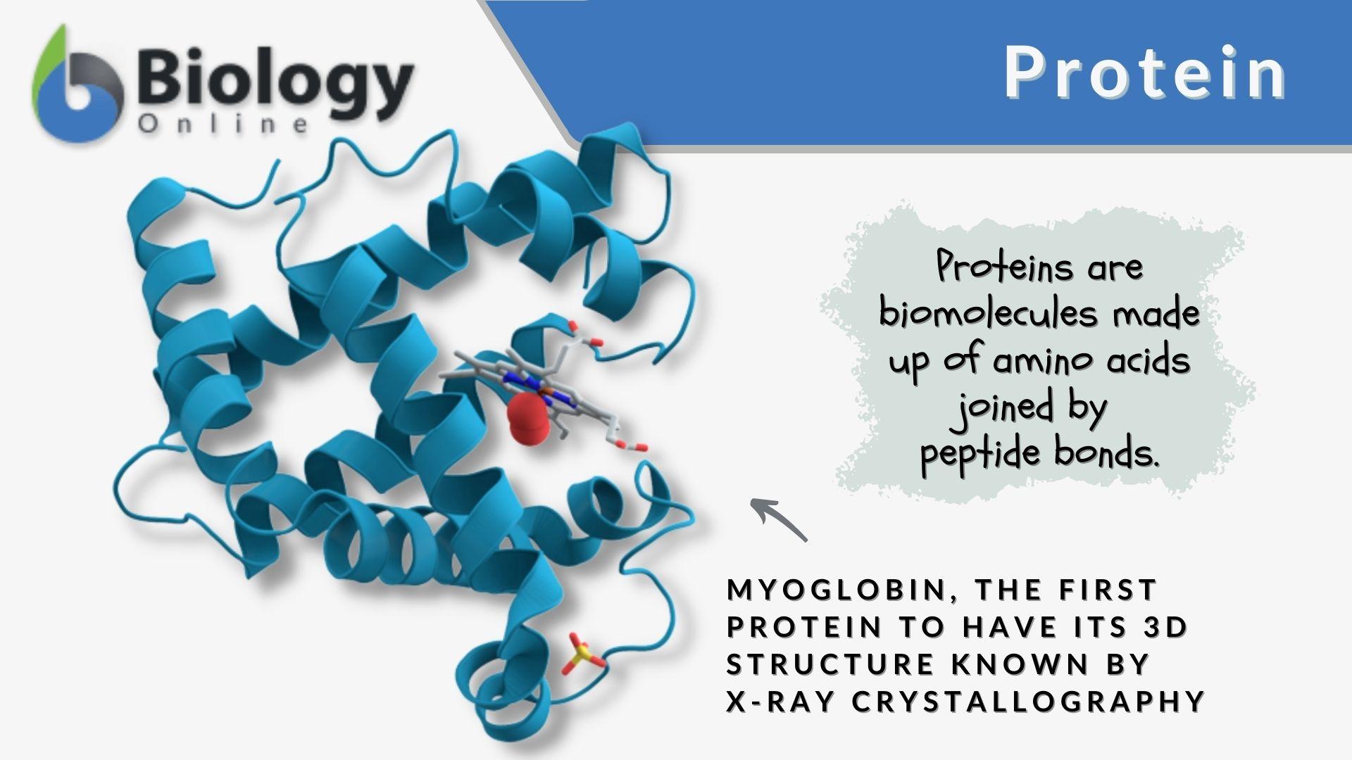 What is a simple definition of protein?