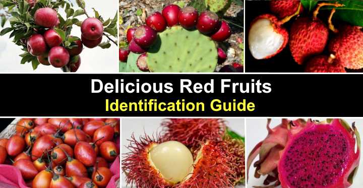 What is a small red fruit?