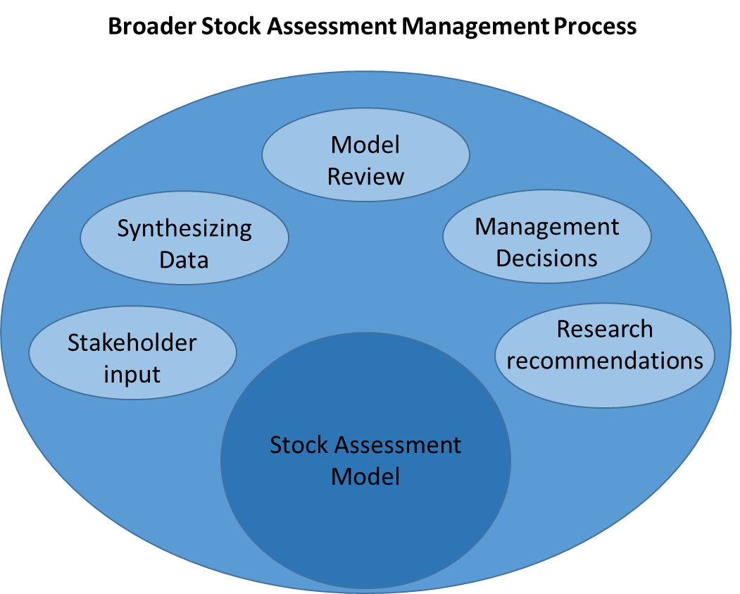 What is a stock assessment model?