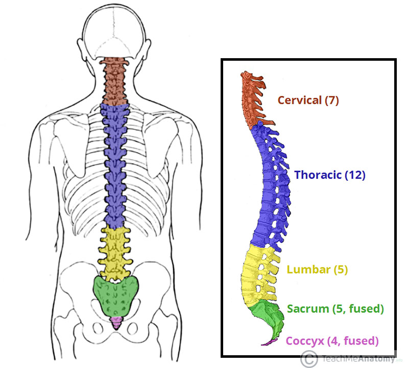 What is a vertebrae?