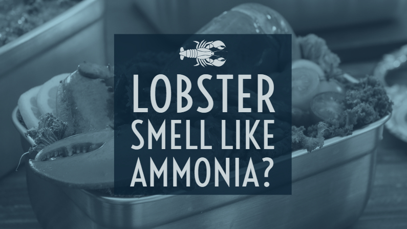 What is ammonia poisoning in lobster?