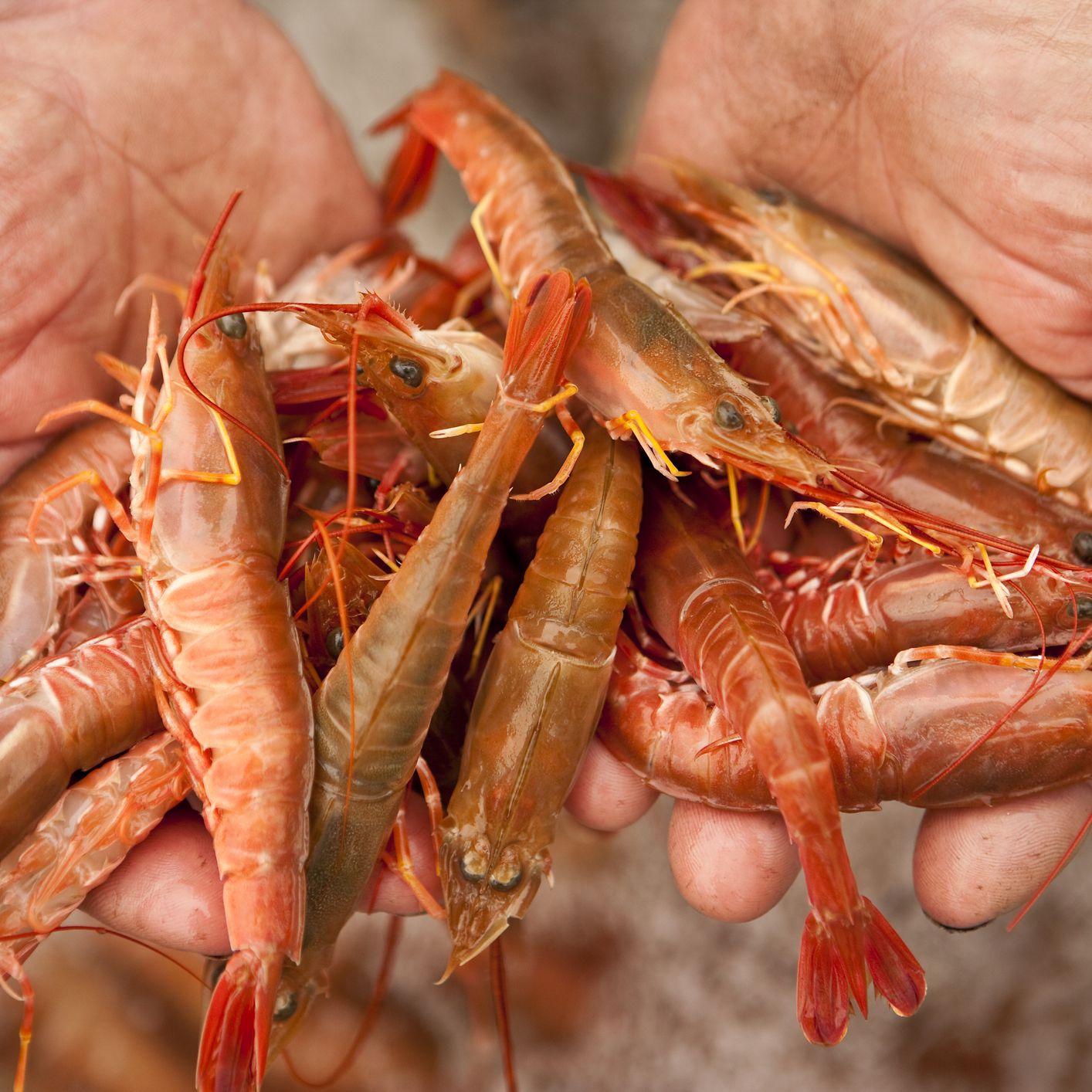 What is an American shrimp?