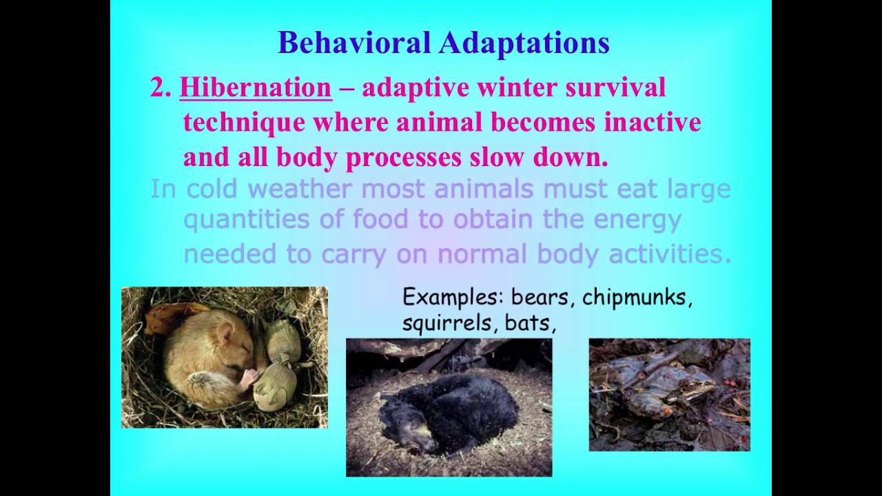 What is an example of a behavioral adaptation?