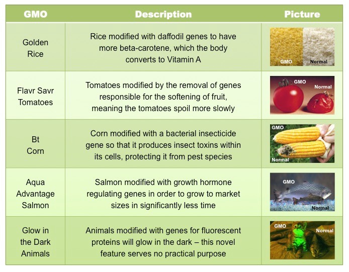 What is an example of a genetically modified animal?