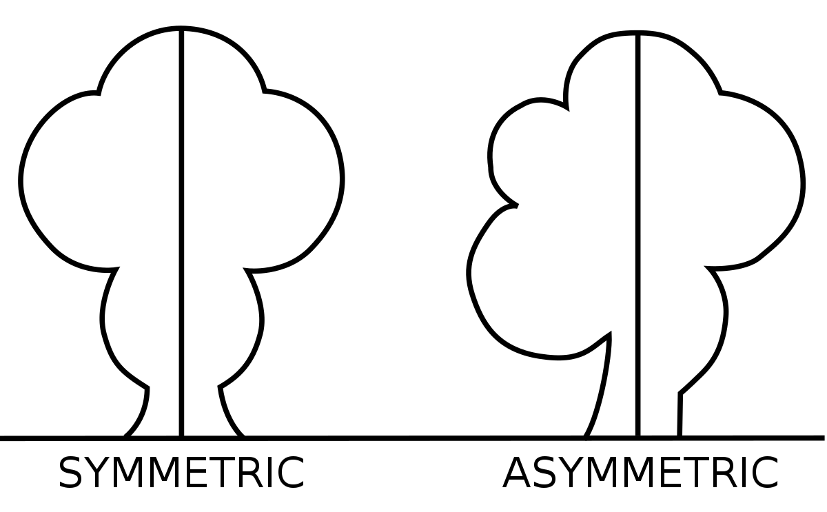 What is an example of an asymmetrical structure?