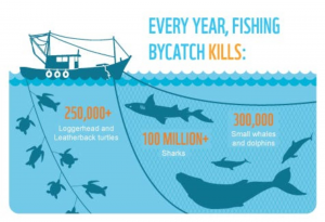 What is an example of bycatch?