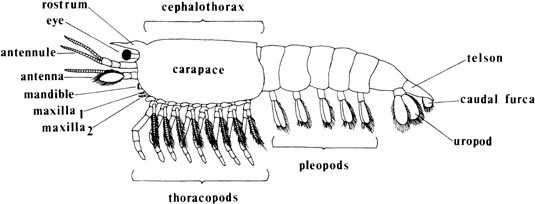 What is an unifying characteristic of all crustaceans?