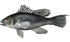 What is another name for black sea bass?