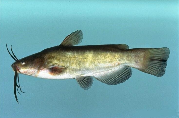 What is another name for bullhead catfish?