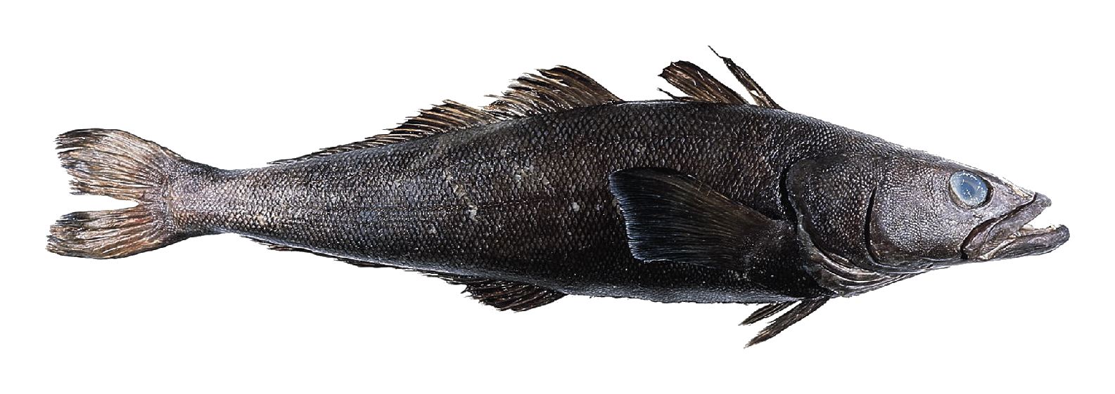 What is another name for Chilean sea bass?