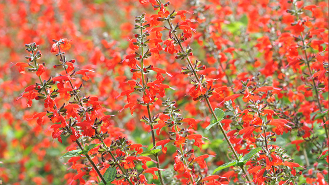 What is another name for red sage?