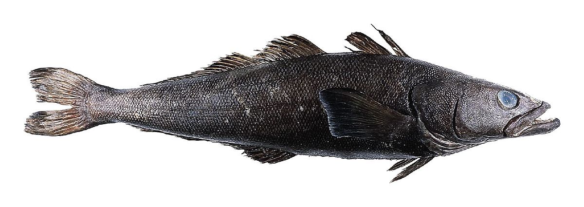 What is another name for sea bass?