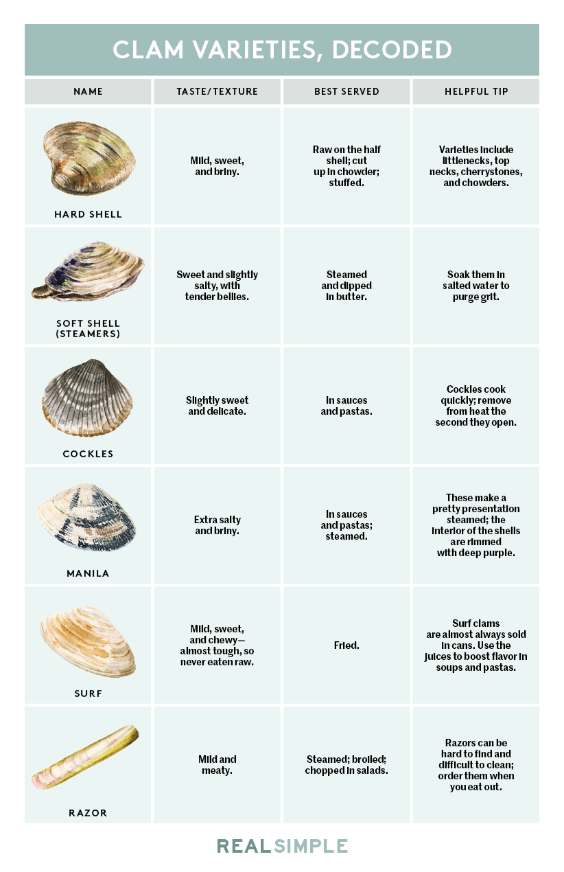 What is another name for the clams shell?