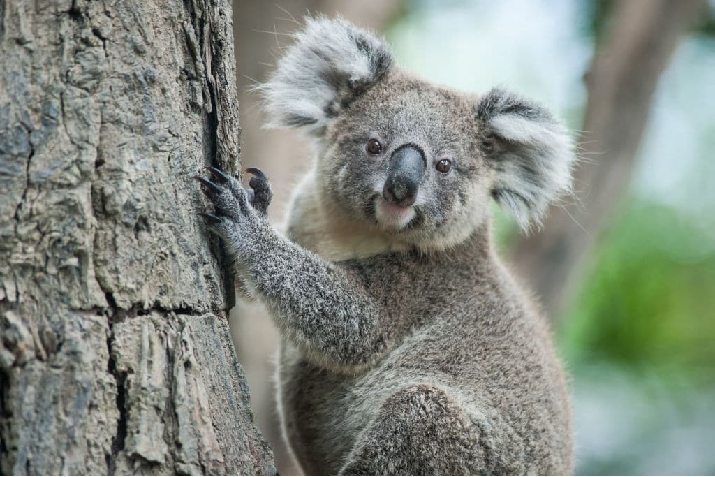 What is Australia's most endangered animal?