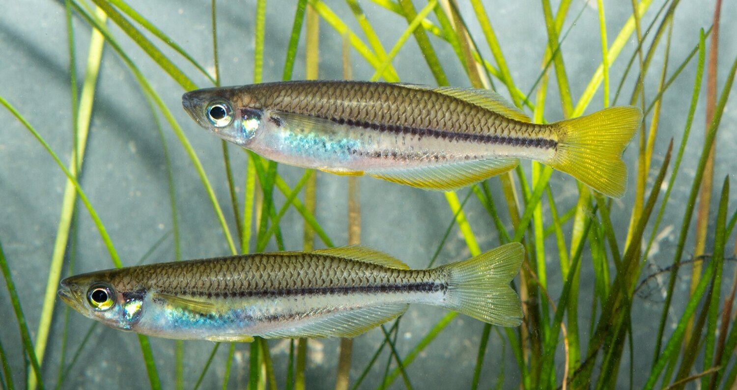 What is Australia's most endangered freshwater fish?