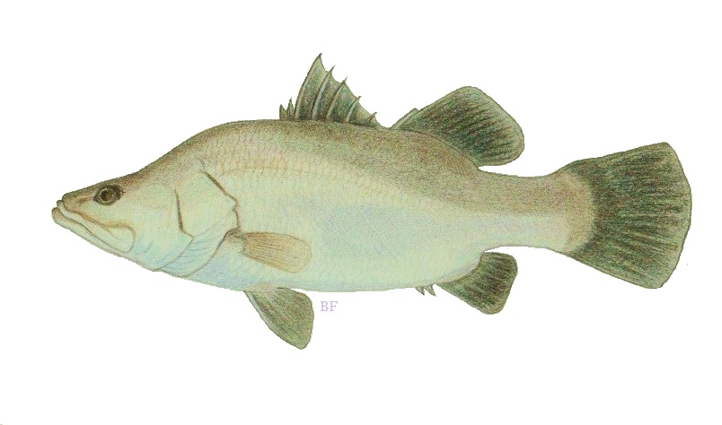 What is barramundi called in the Philippines?