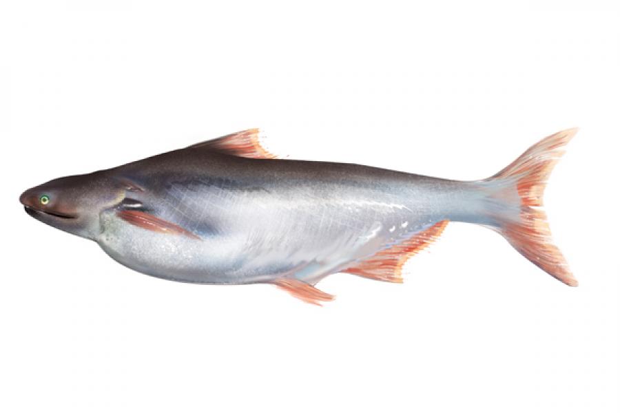 What is Basa fish called?