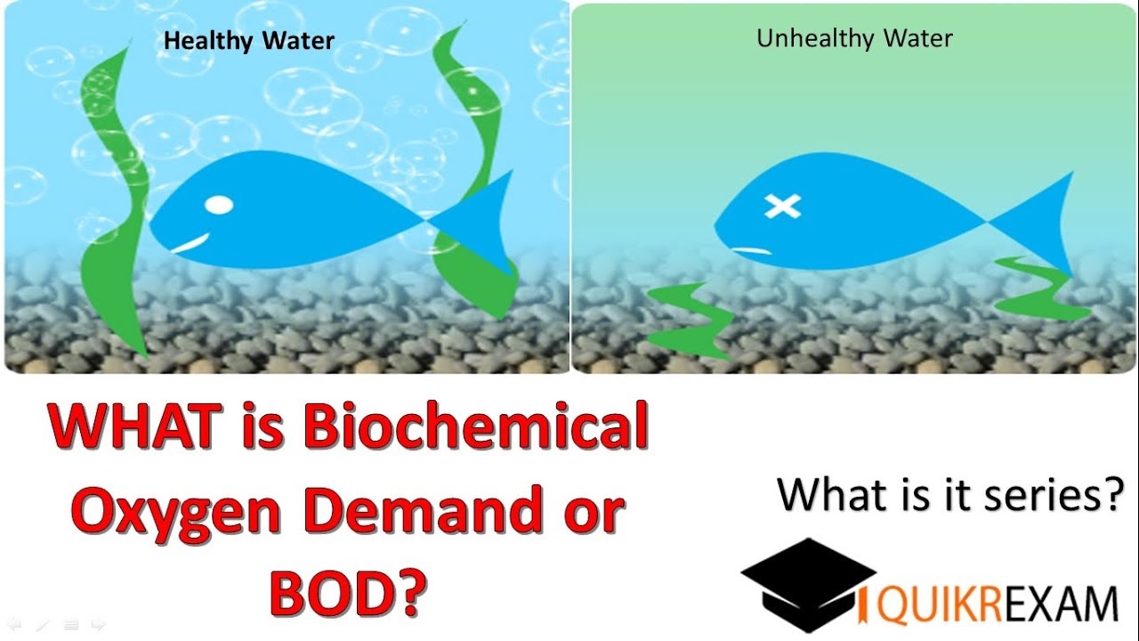 What is BOD Class 12 bio?
