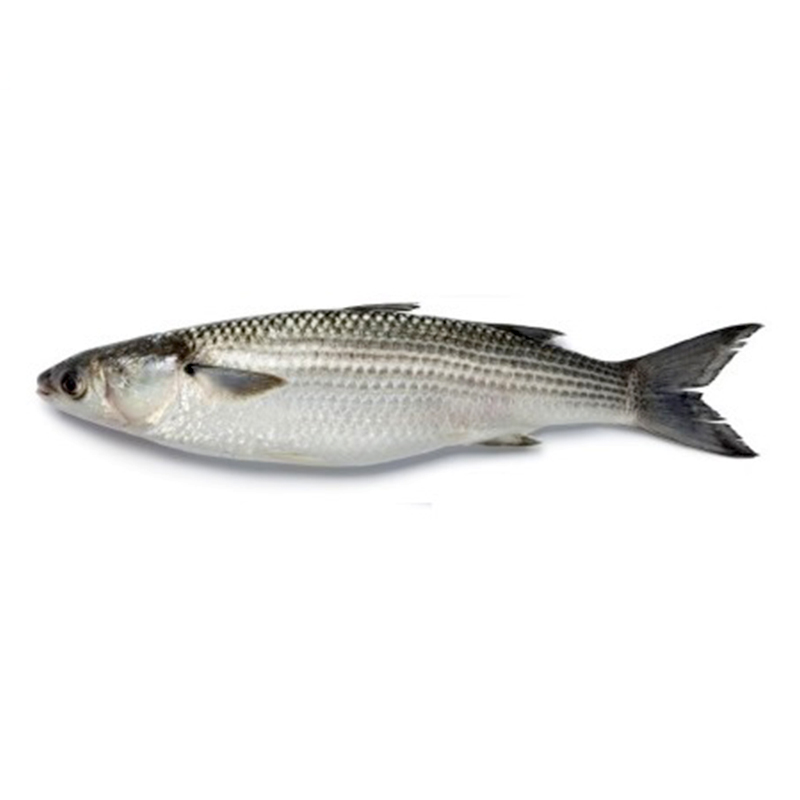 What is BOI fish called in English?