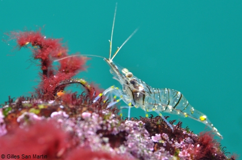 What is British shrimp?