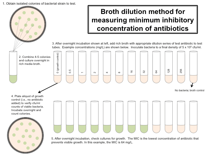 What is broth dilution in microbiology?