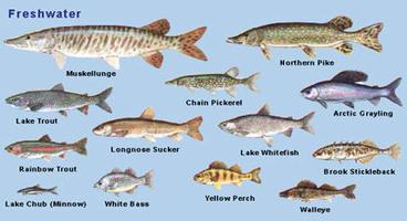 What is Canada's most popular fish?