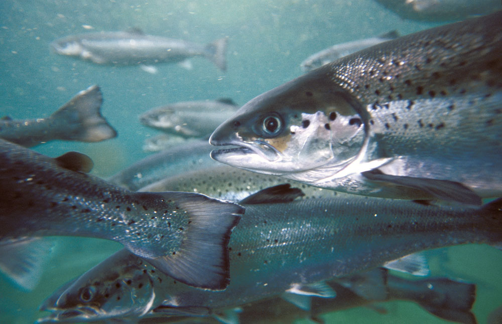 What is Canada's top farmed fish?